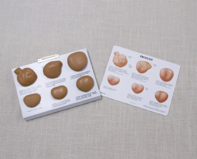 Male & Female Anatomy Trainers - Macon & Joan Brock Virginia Health ...